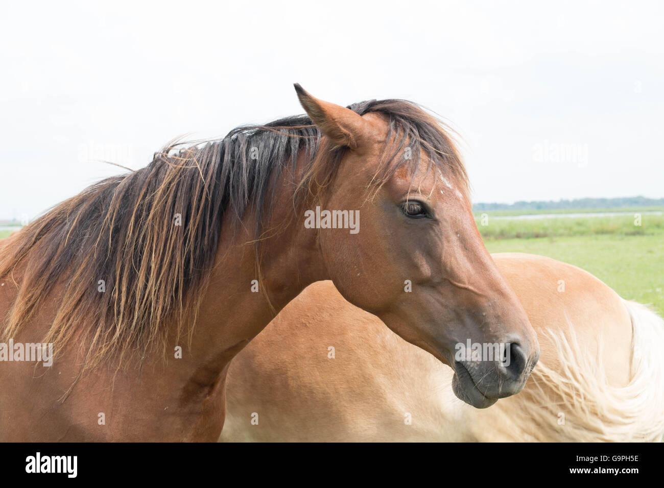 European horses out in the wild Stock Photo - Alamy