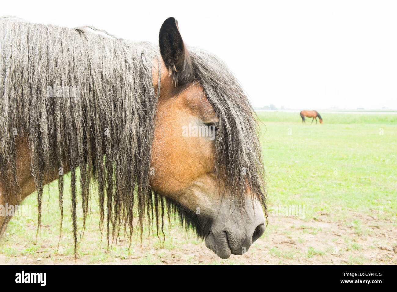 European horses out in the wild Stock Photo - Alamy