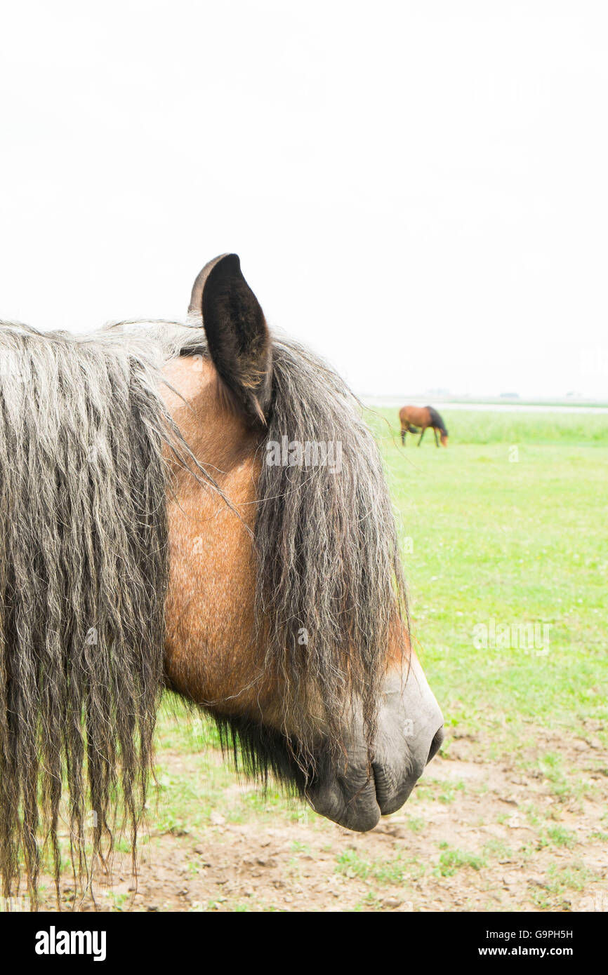 European horses out in the wild Stock Photo - Alamy