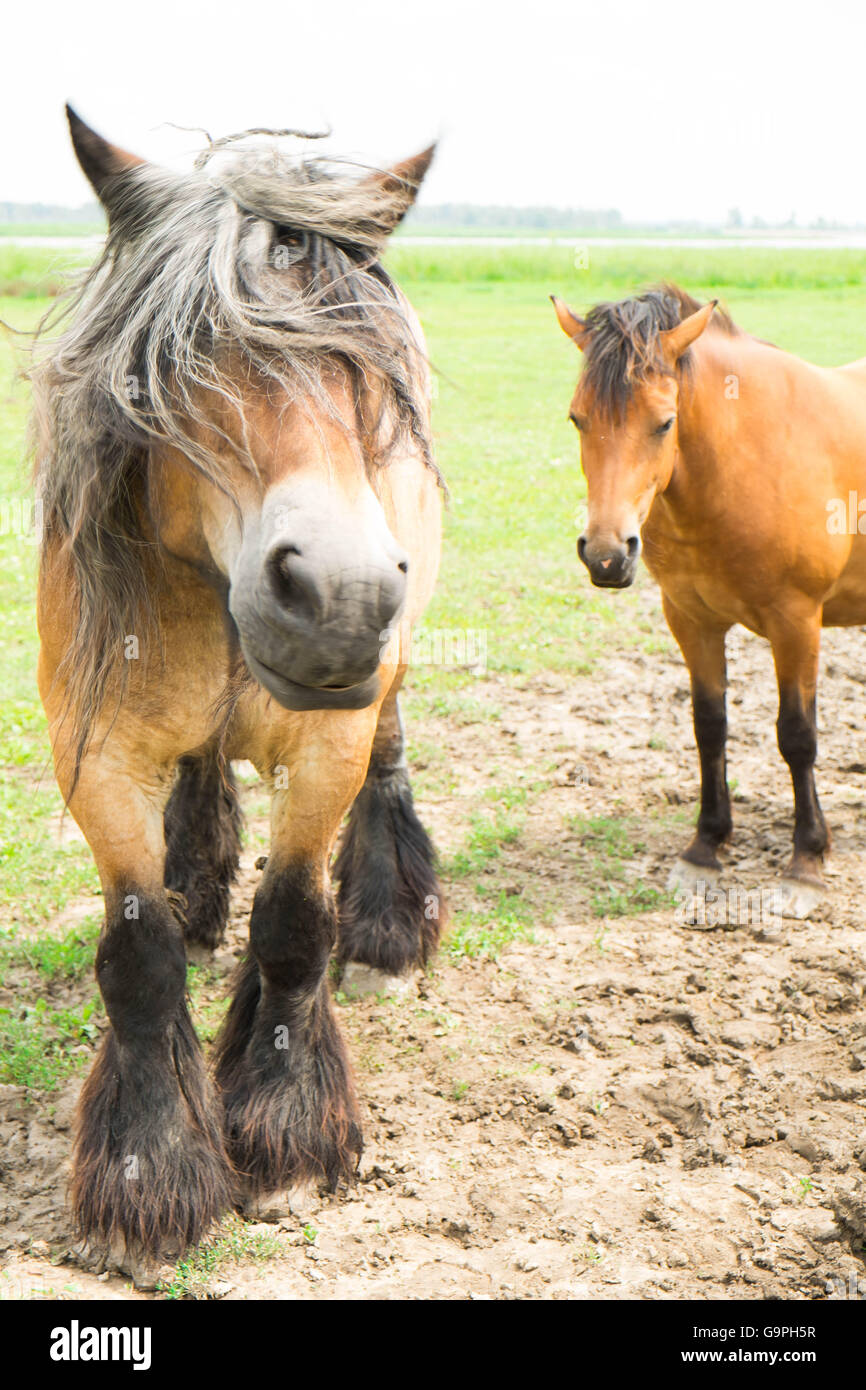 European horses out in the wild Stock Photo - Alamy
