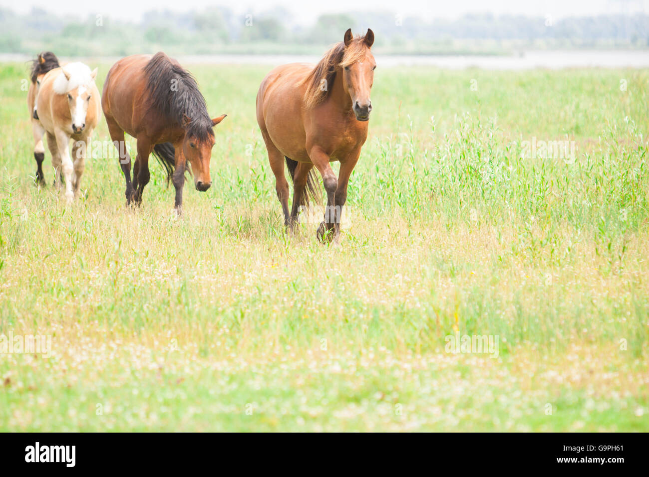 European horses out in the wild Stock Photo - Alamy