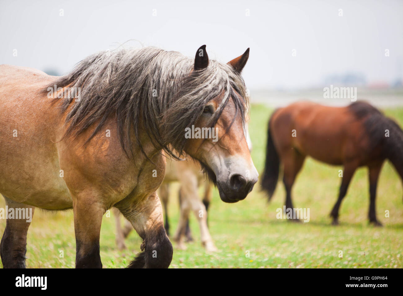 European horses out in the wild Stock Photo - Alamy