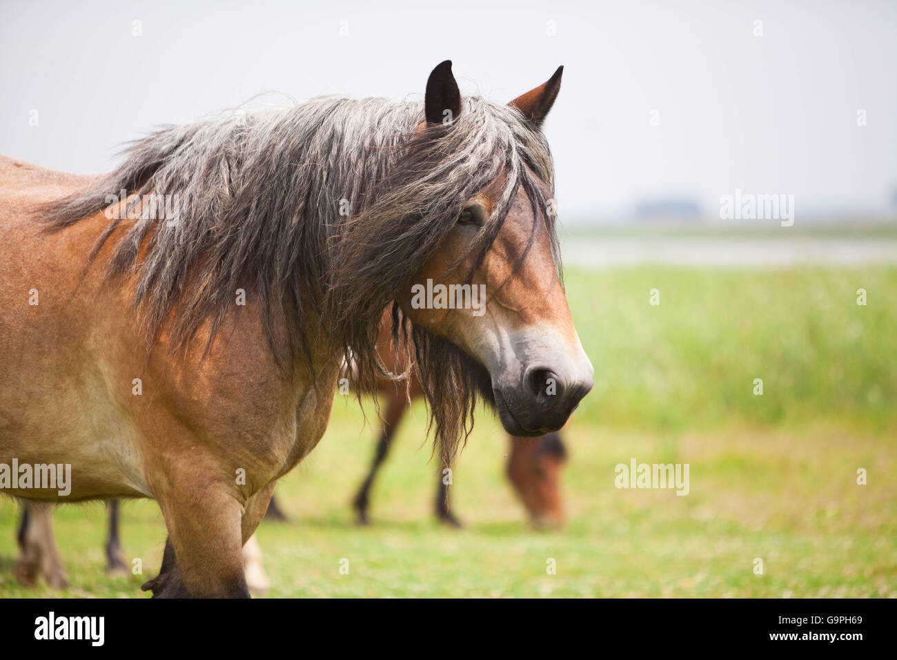 European horses out in the wild Stock Photo - Alamy