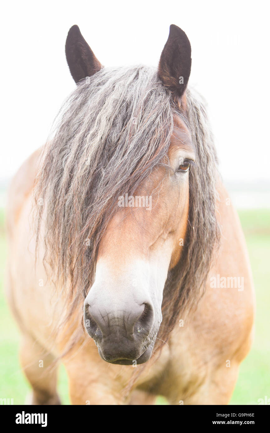 European horses out in the wild Stock Photo - Alamy