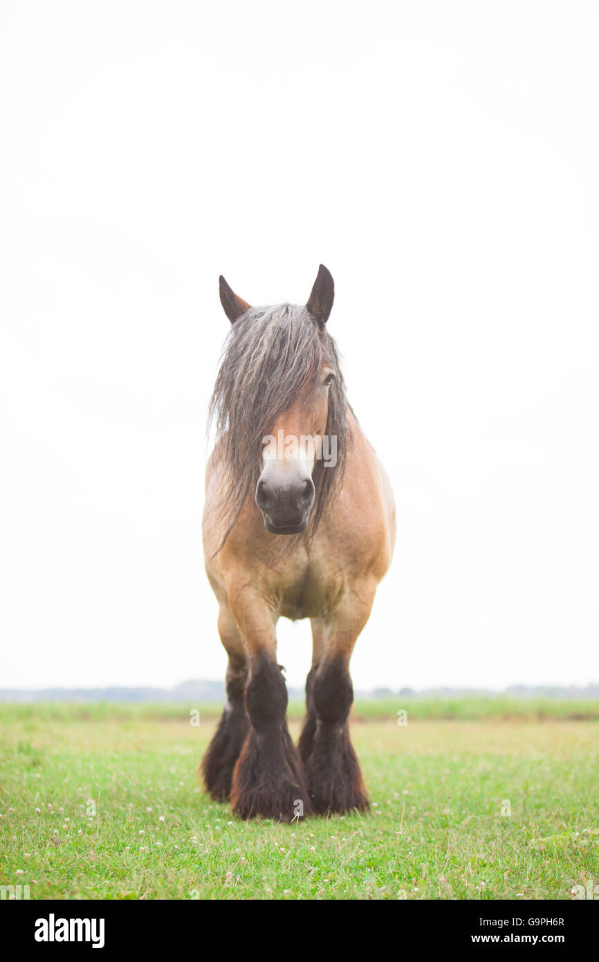 European horses out in the wild Stock Photo - Alamy
