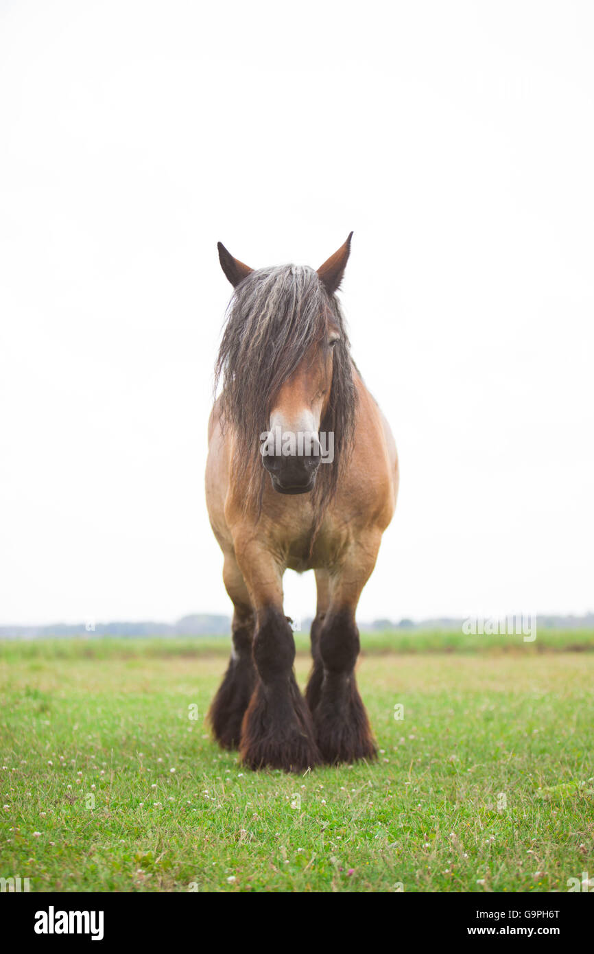 European horses out in the wild Stock Photo - Alamy