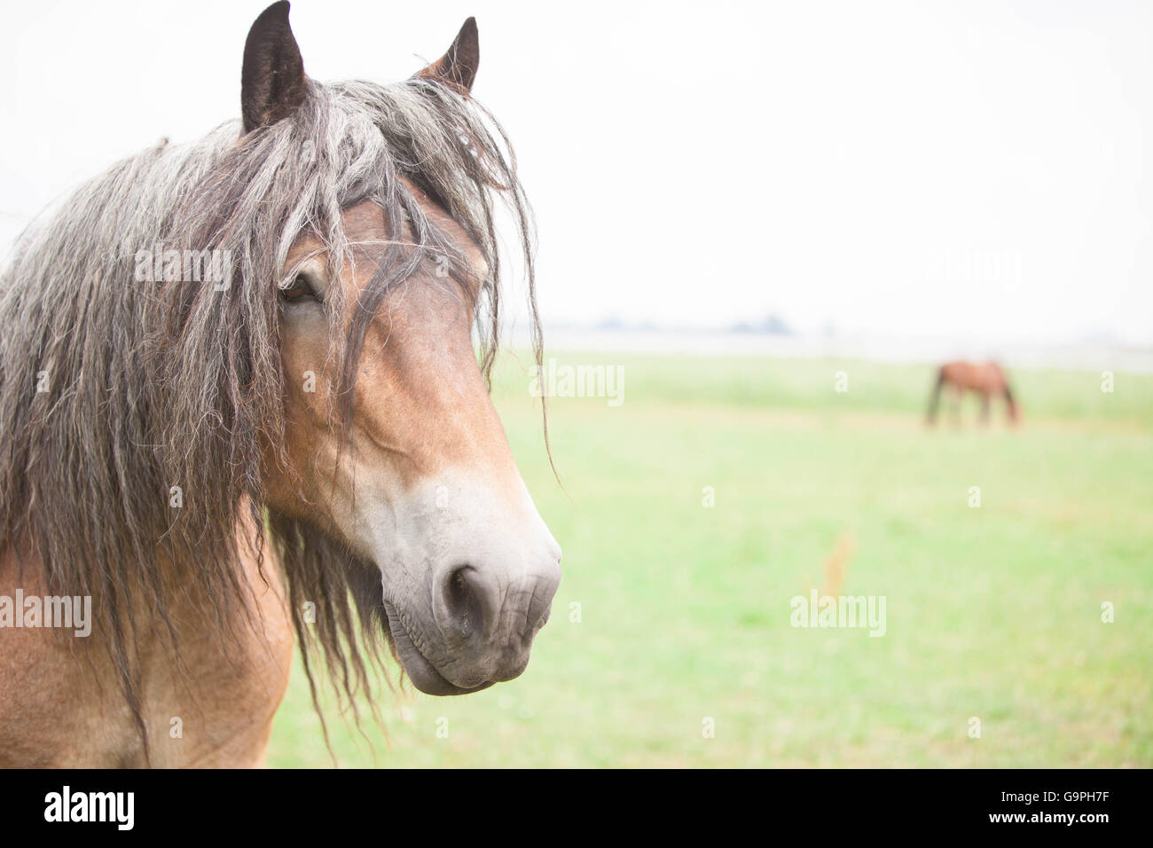 European horses out in the wild Stock Photo - Alamy
