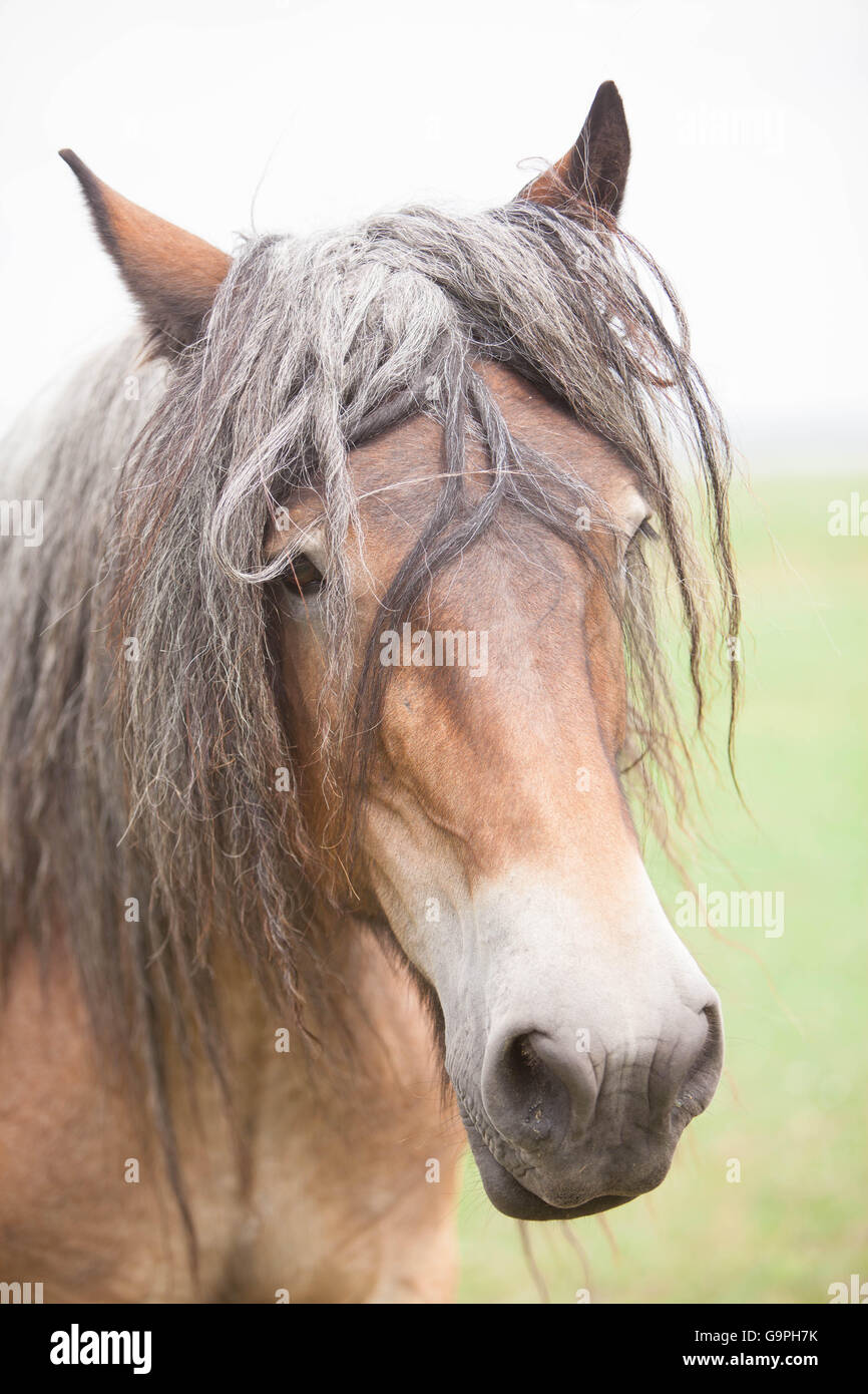 European horses out in the wild Stock Photo - Alamy