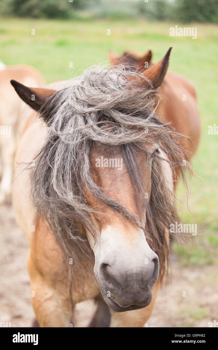 European horses out in the wild Stock Photo - Alamy