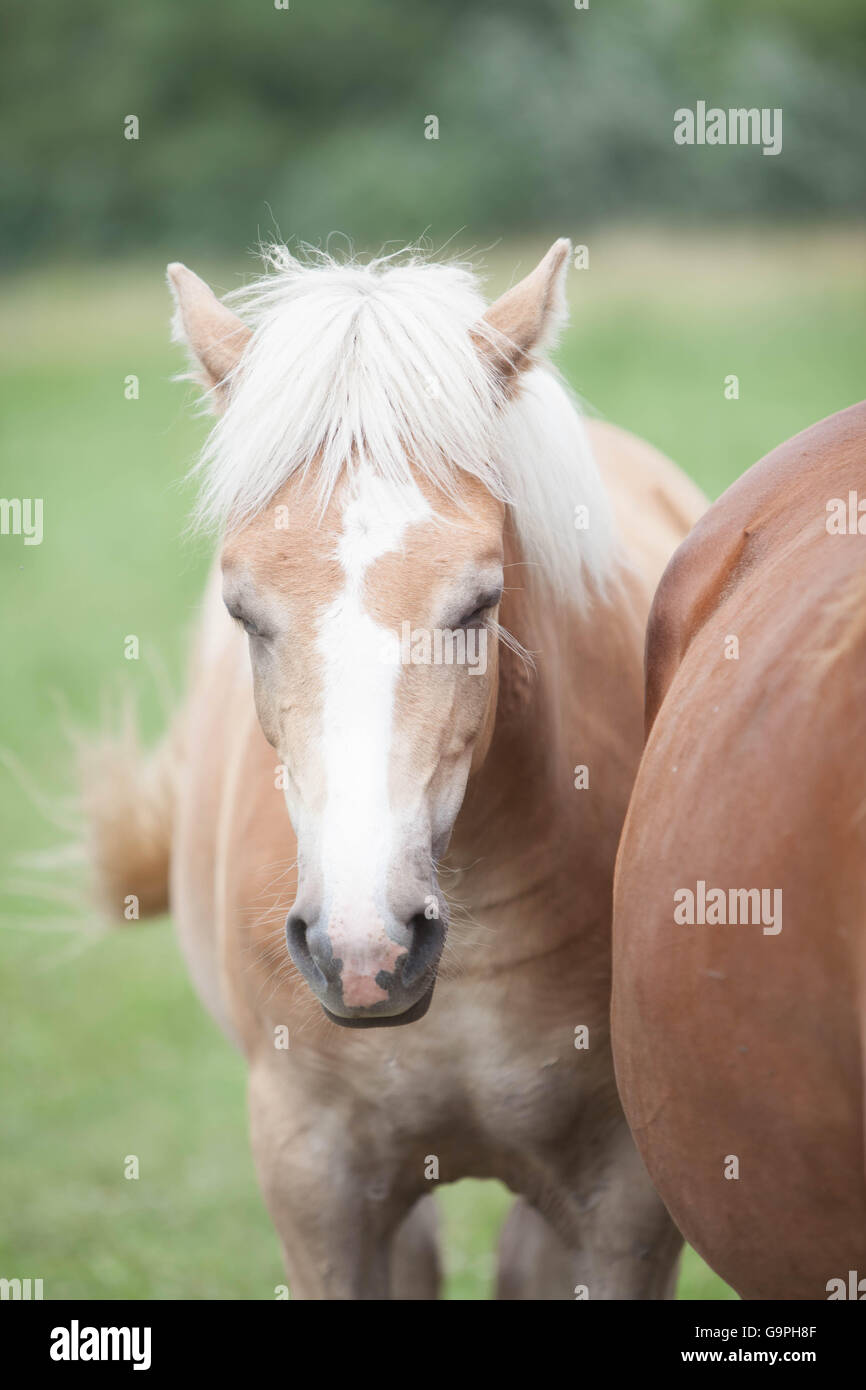 European horses out in the wild Stock Photo - Alamy