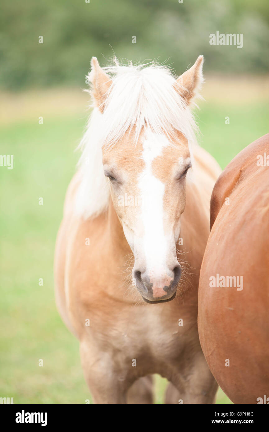 European horses out in the wild Stock Photo - Alamy