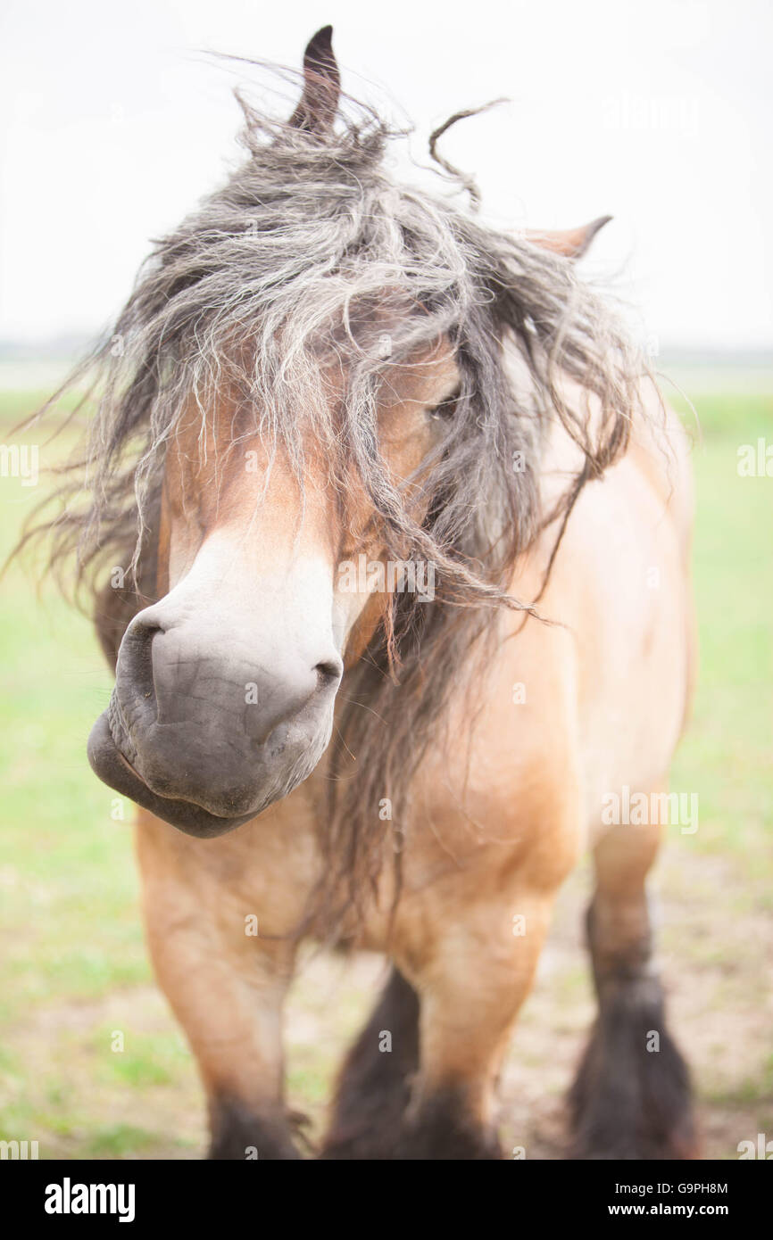 European horses out in the wild Stock Photo - Alamy