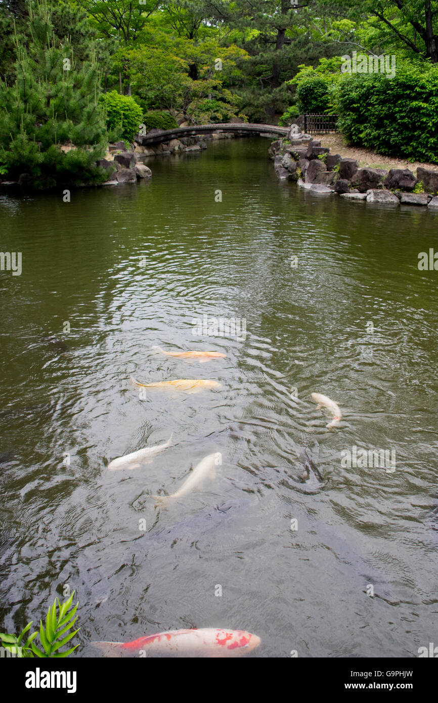 Koi fish in the moat surrounding the Himeji Castle Stock Photo - Alamy