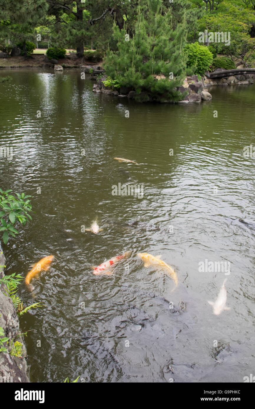 Koi fish in the moat surrounding the Himeji Castle Stock Photo - Alamy