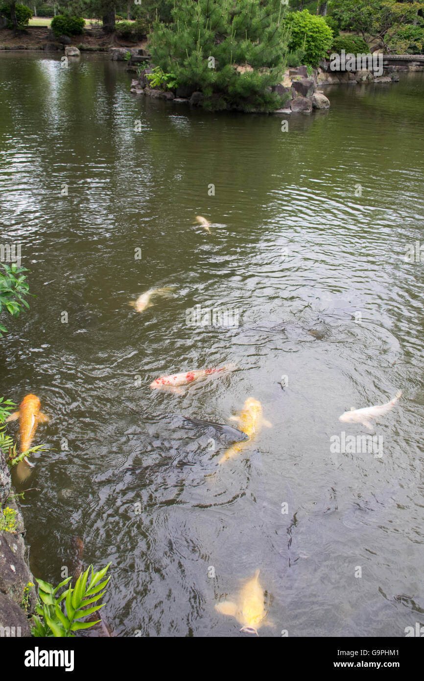 Koi fish in the moat surrounding the Himeji Castle Stock Photo - Alamy