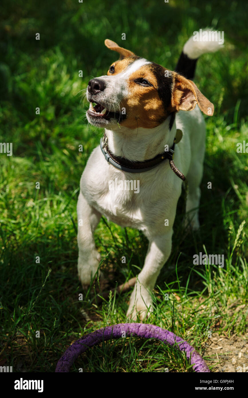 the dog looks into the distance Stock Photo - Alamy