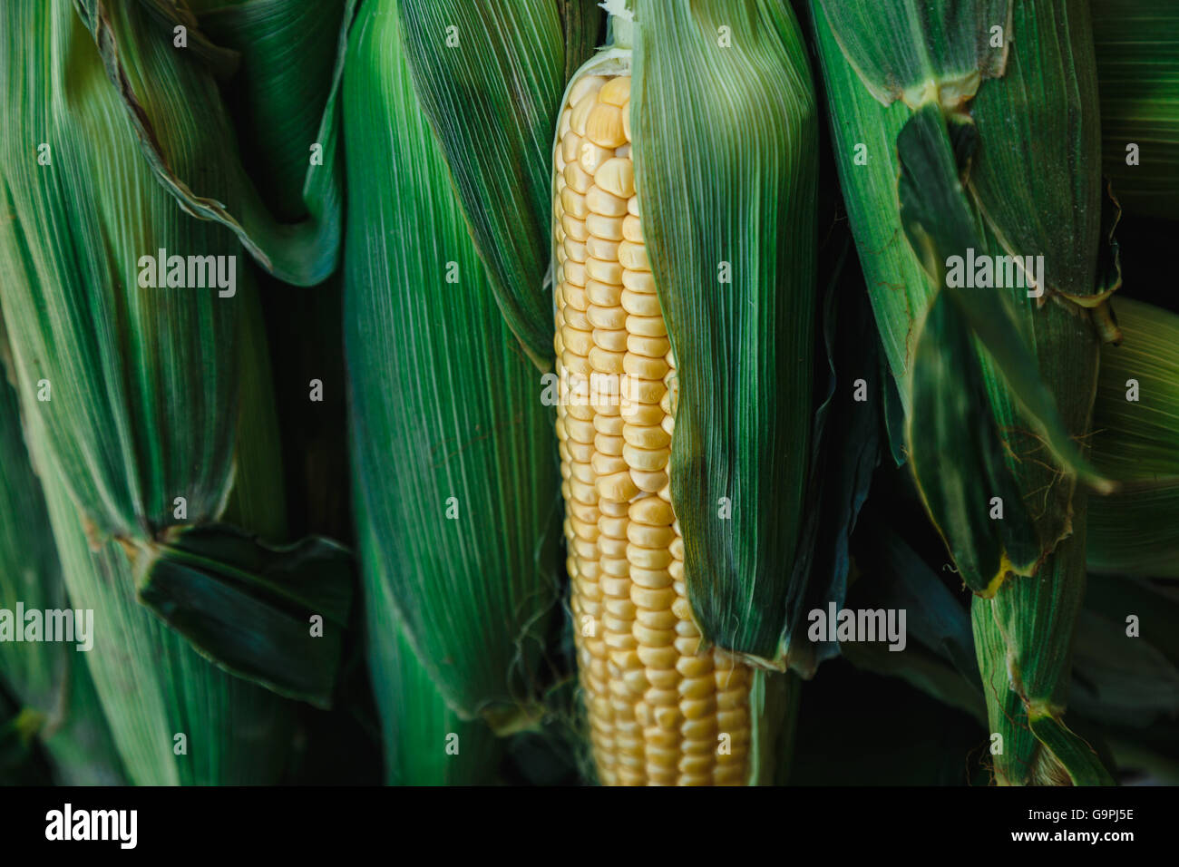 Corn of corn sheets hi-res stock photography and images - Alamy