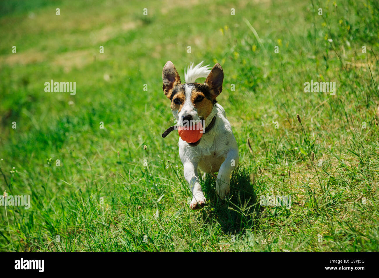 dog plays with a ball on the grass Stock Photo - Alamy
