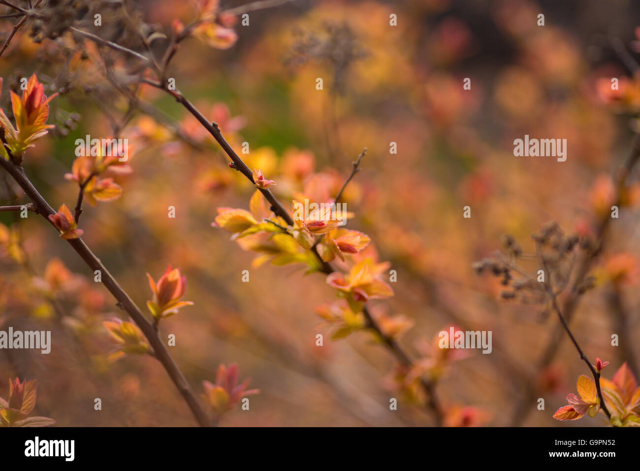 Spring garden plants defocused blurred bokeh background Stock Photo - Alamy