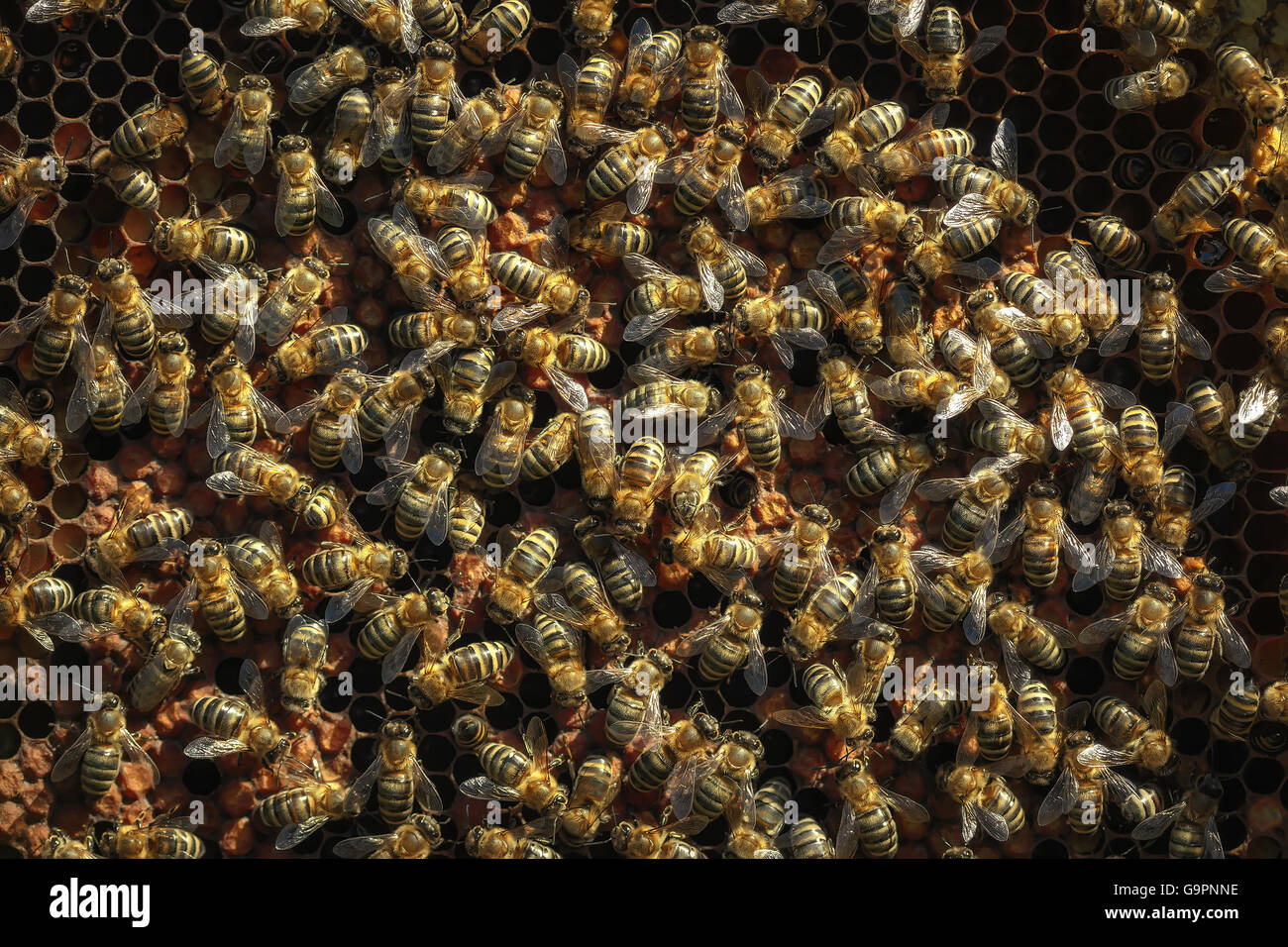 Healthy honey bees on a frame, capped larvae cells and pollen Stock ...
