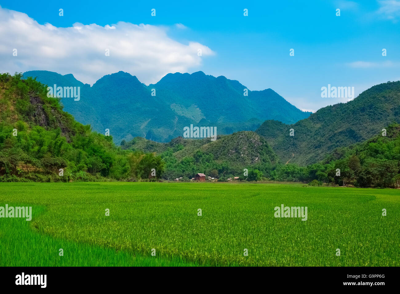 Mai chau field hi-res stock photography and images - Alamy
