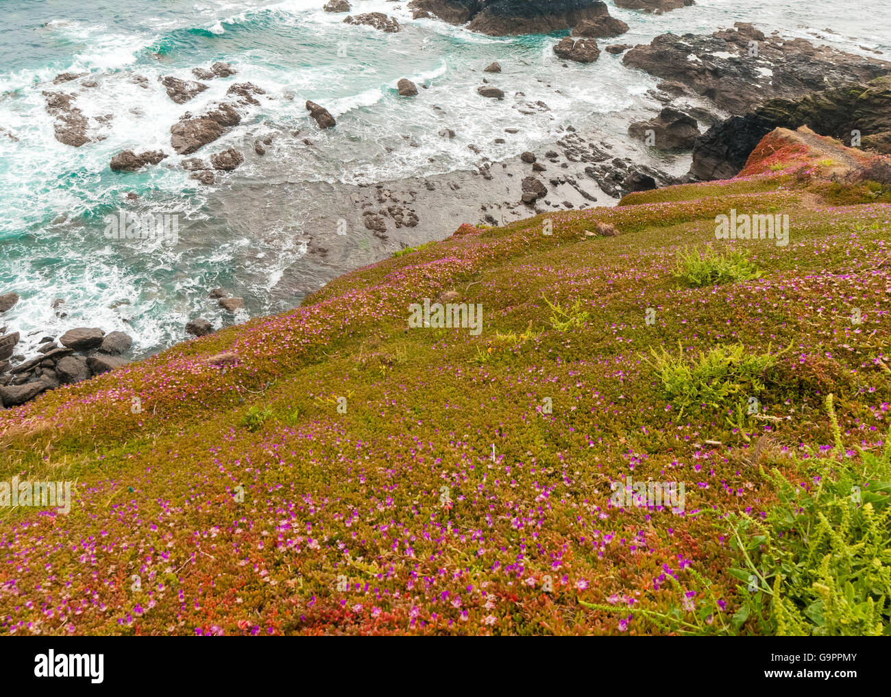 Sea cliffs covered in red, succulent plants (carpobrotus spp.) at ...