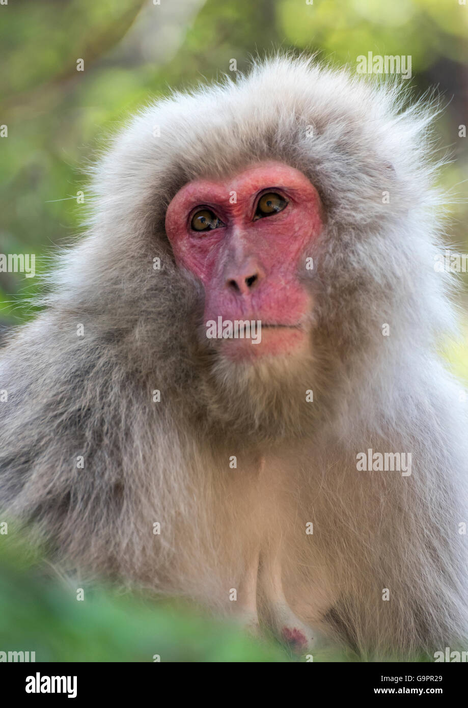 Female Japanese Macaque (Macaca fuscata) at Snow Monkey Park in ...