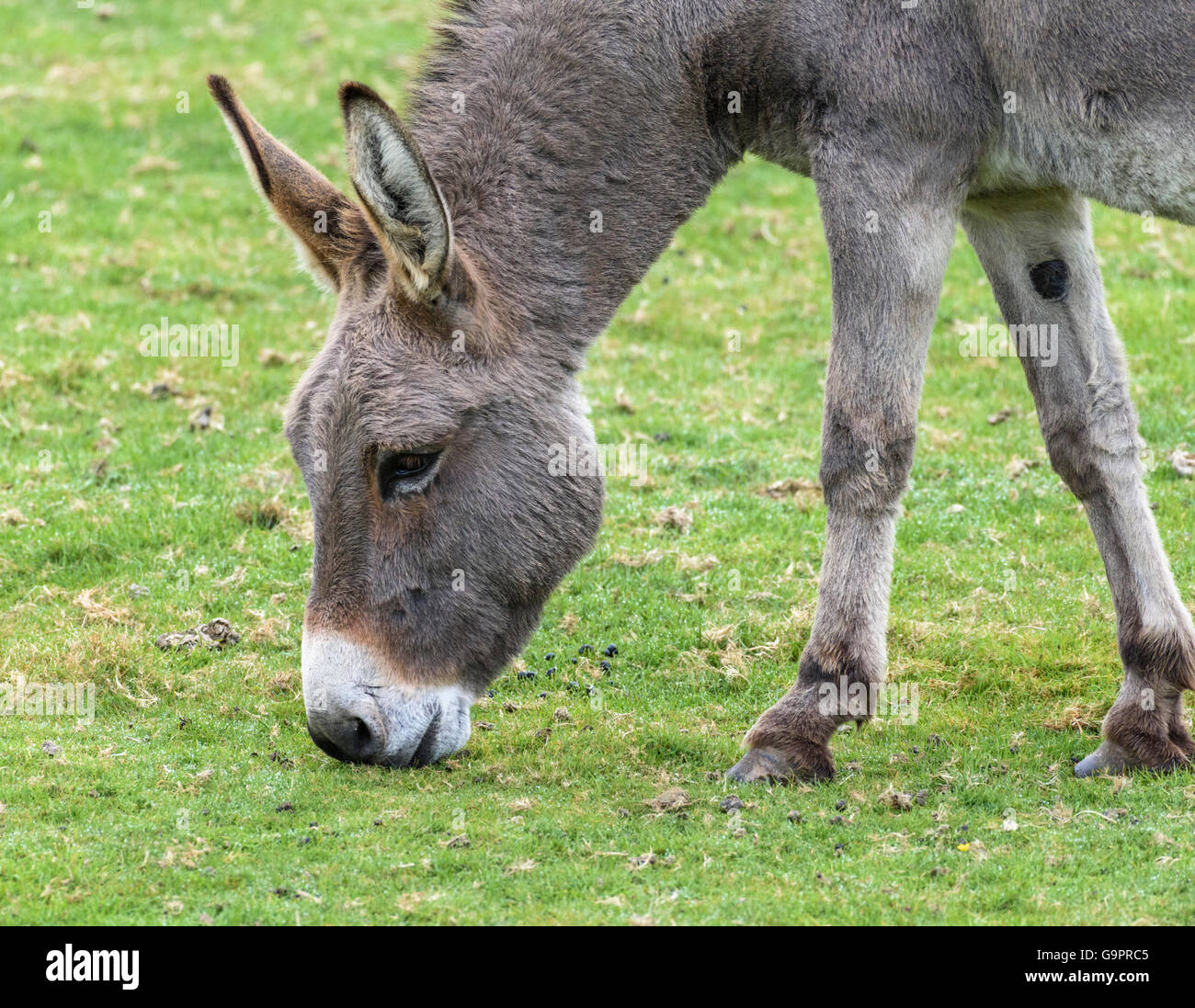 Donkeys hooves on green grass hi-res stock photography and images - Alamy