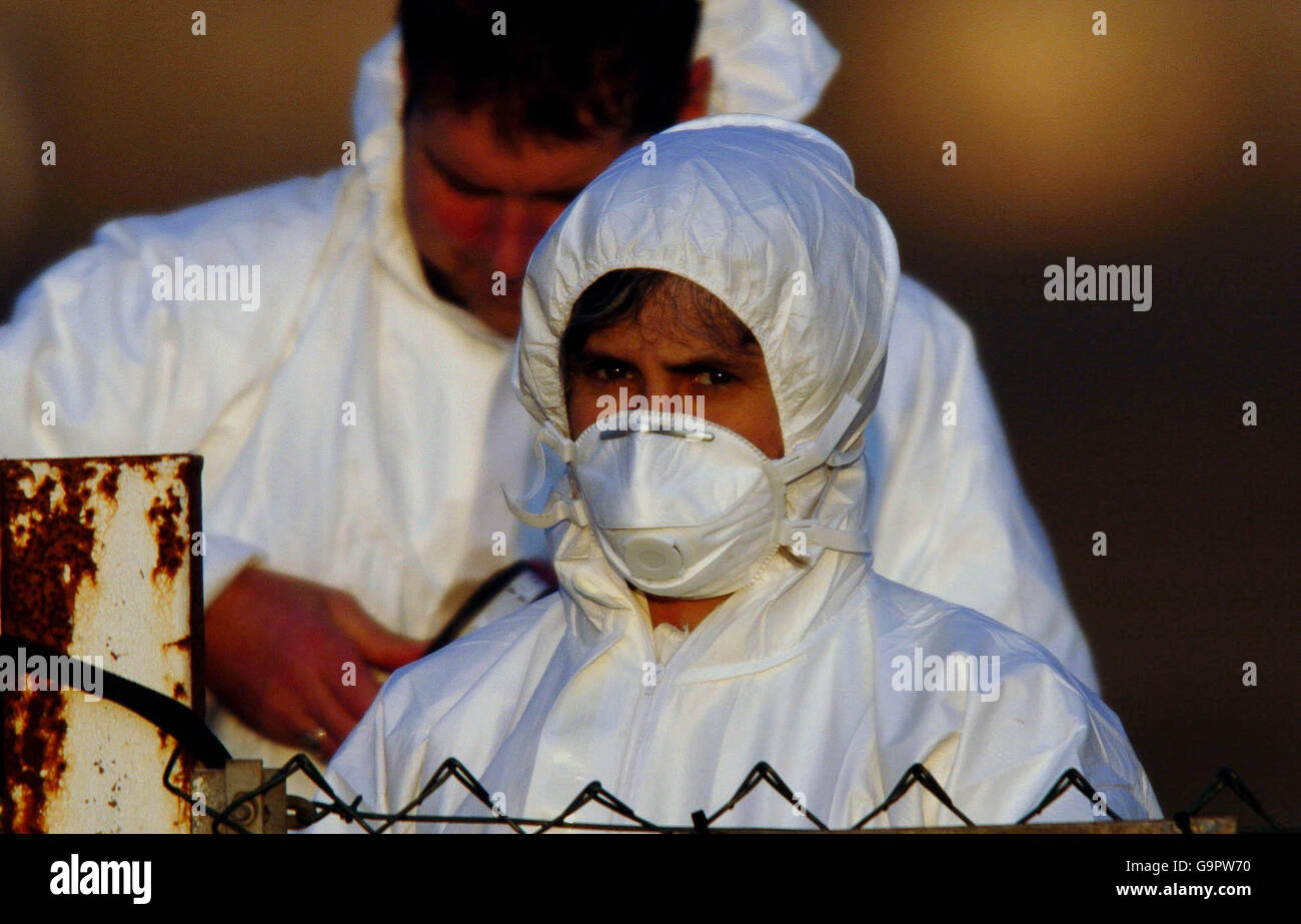 Avian bird flu at turkey farm Stock Photo - Alamy
