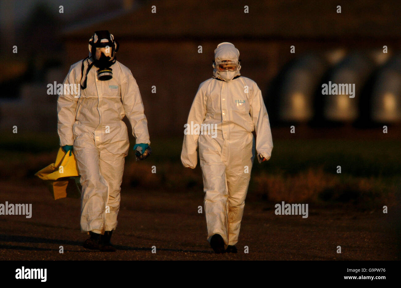 Bird flu at turkey farm Stock Photo - Alamy
