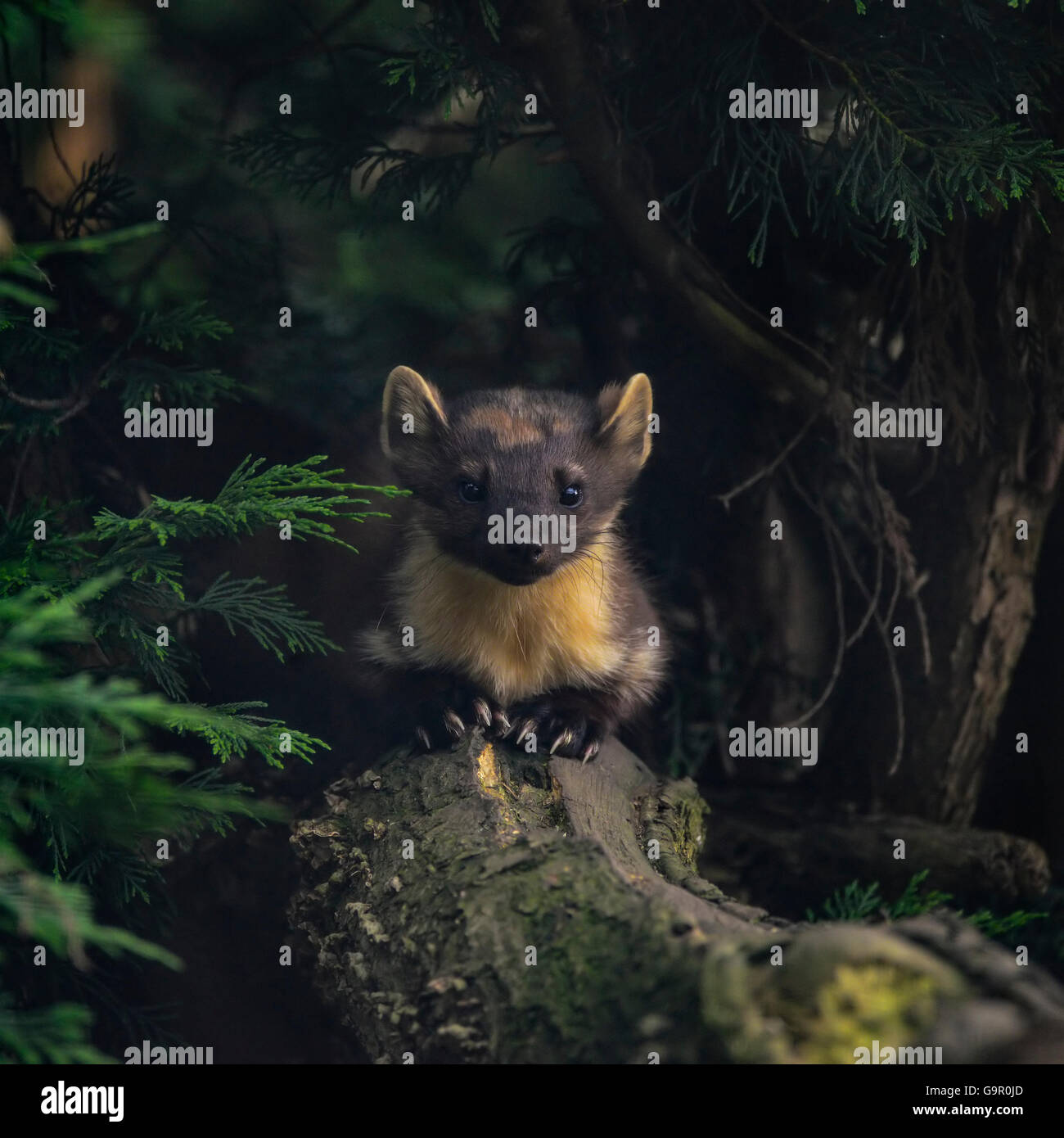 Pinemartin hi-res stock photography and images - Alamy