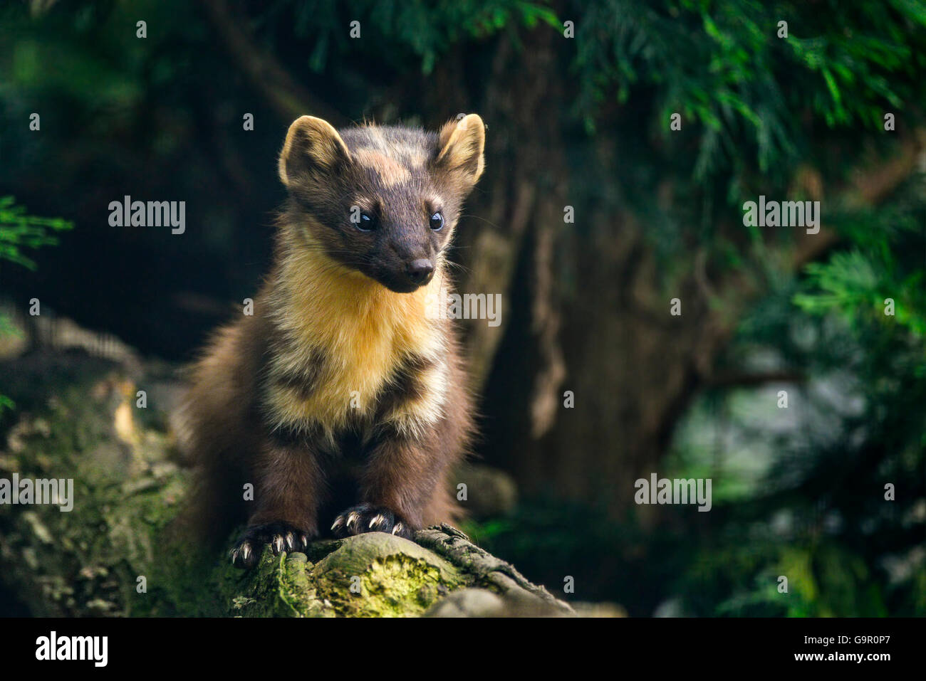Pinemartin hi-res stock photography and images - Alamy