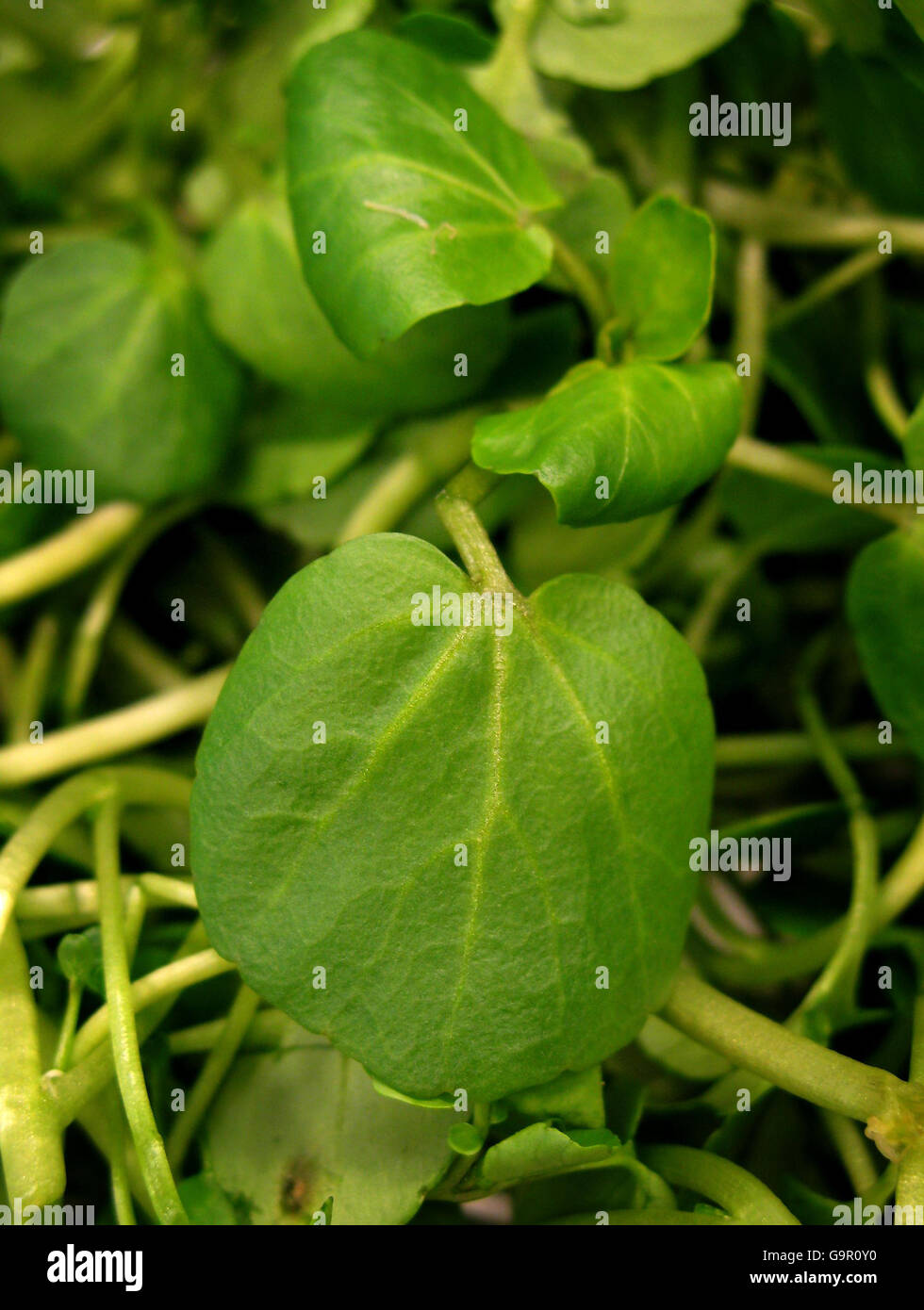 Watercress can help cut cancer risk hi-res stock photography and images ...