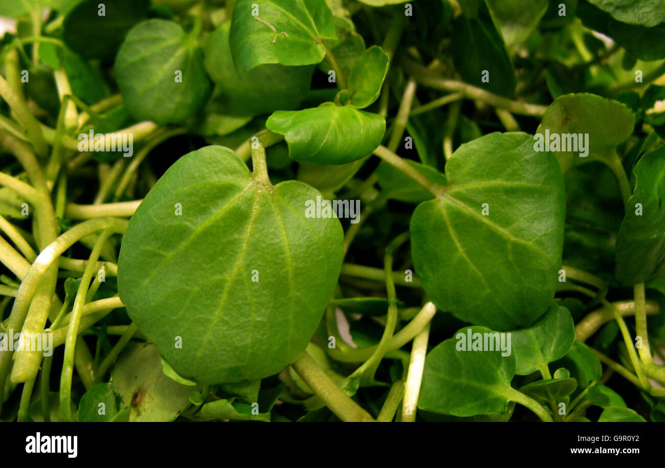 Watercress can help cut cancer risk hi-res stock photography and images ...