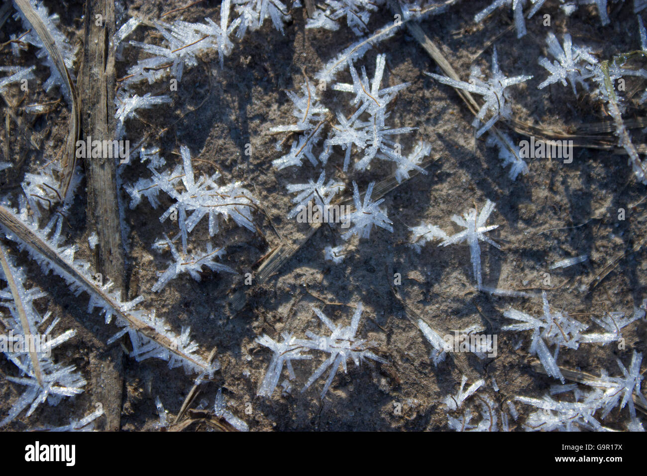 frozen dry grass on the ground, autumn Stock Photo - Alamy