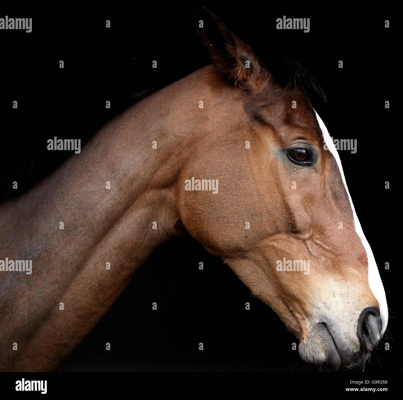 Kauto Star during a visit to Paul Nicholls Stables, Manor Farm ...