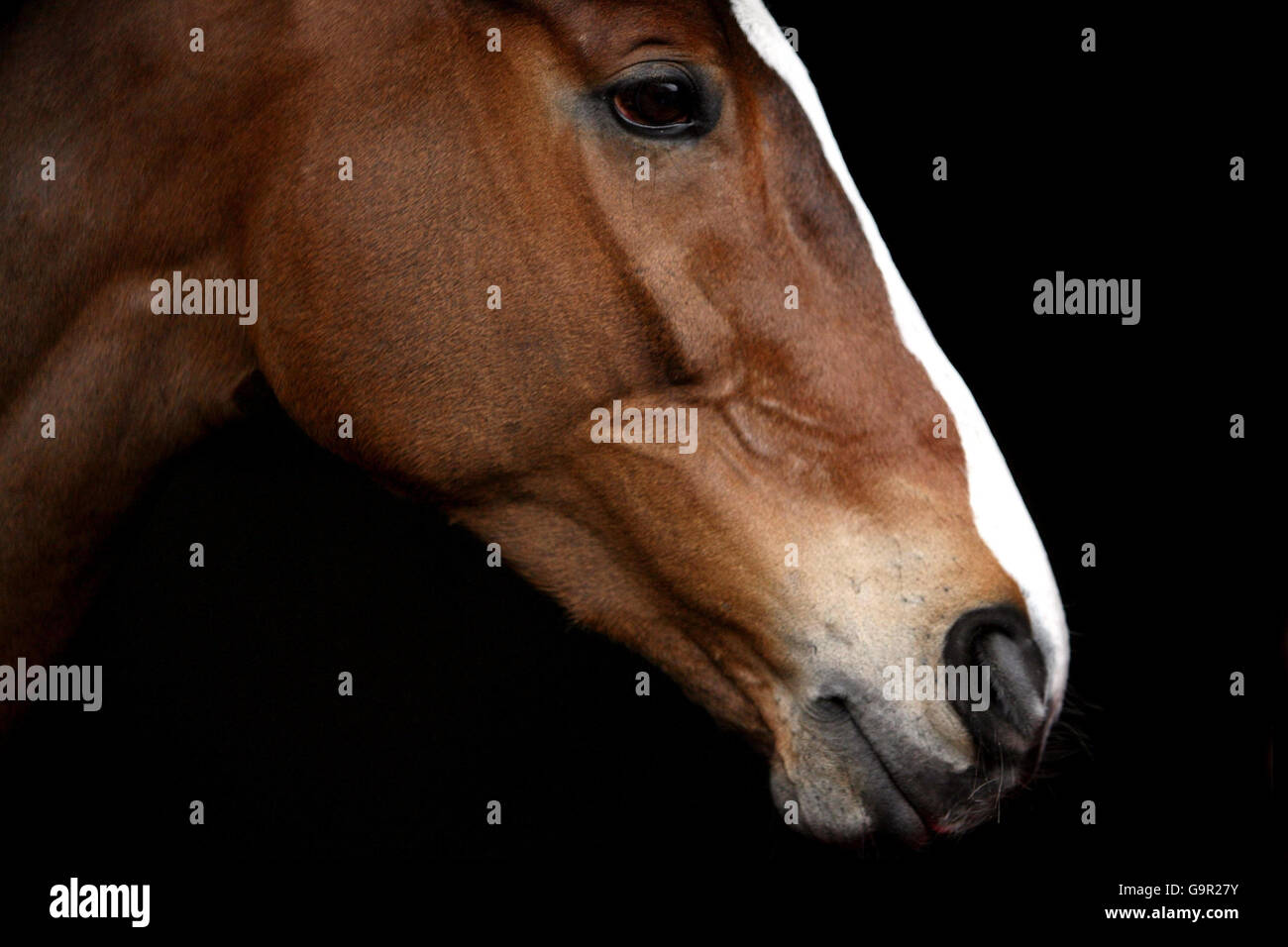 Kauto star paul nicholls hi-res stock photography and images - Alamy