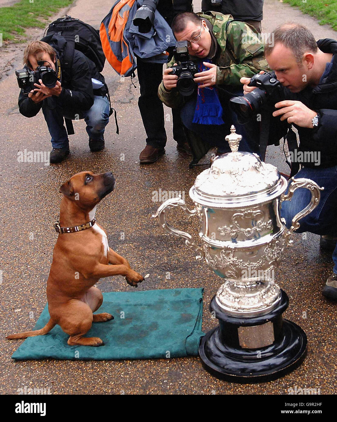 Crufts dog show announced Stock Photo - Alamy