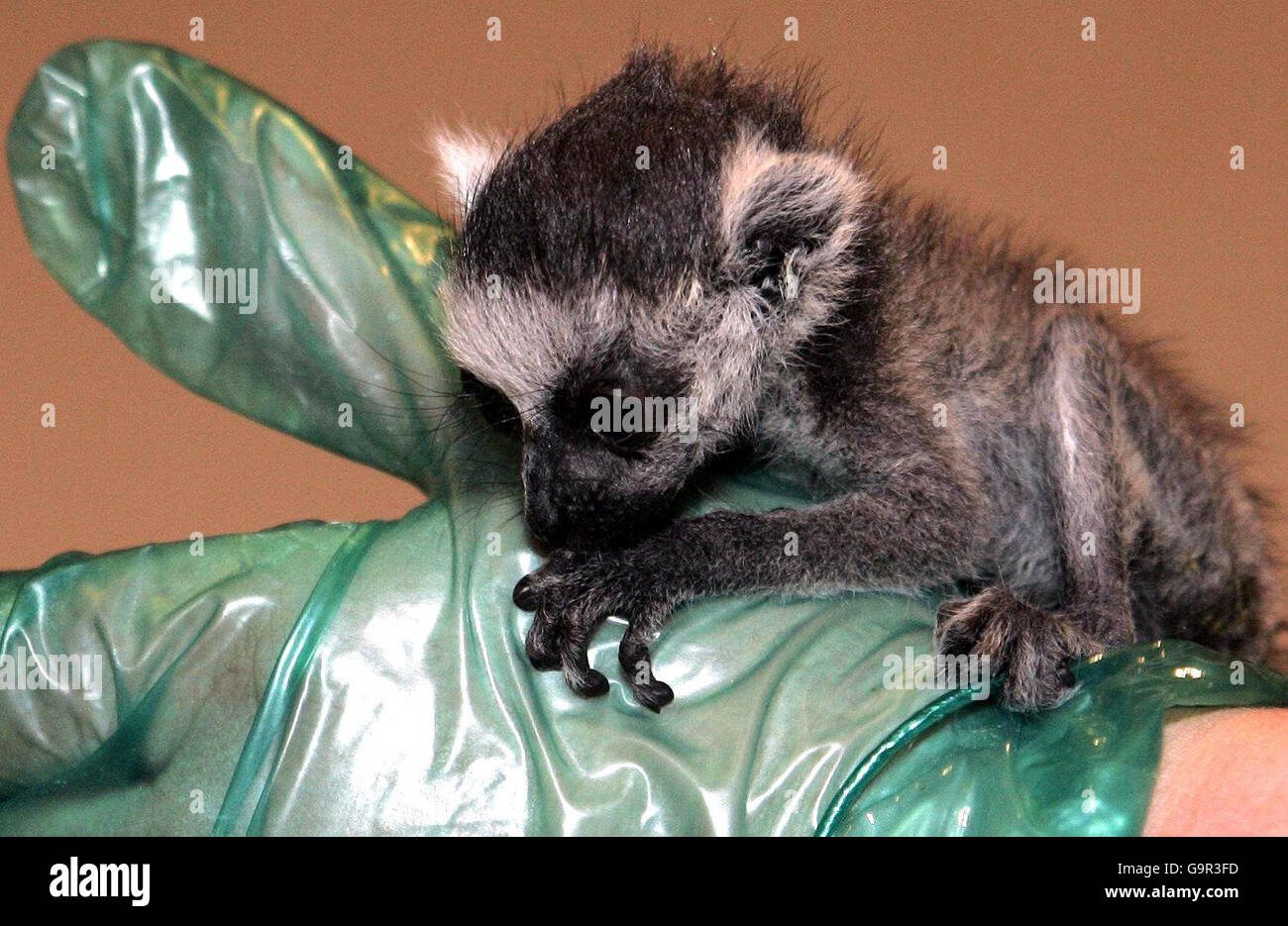 Scottish baby lemur takes to hand rearing Stock Photo - Alamy