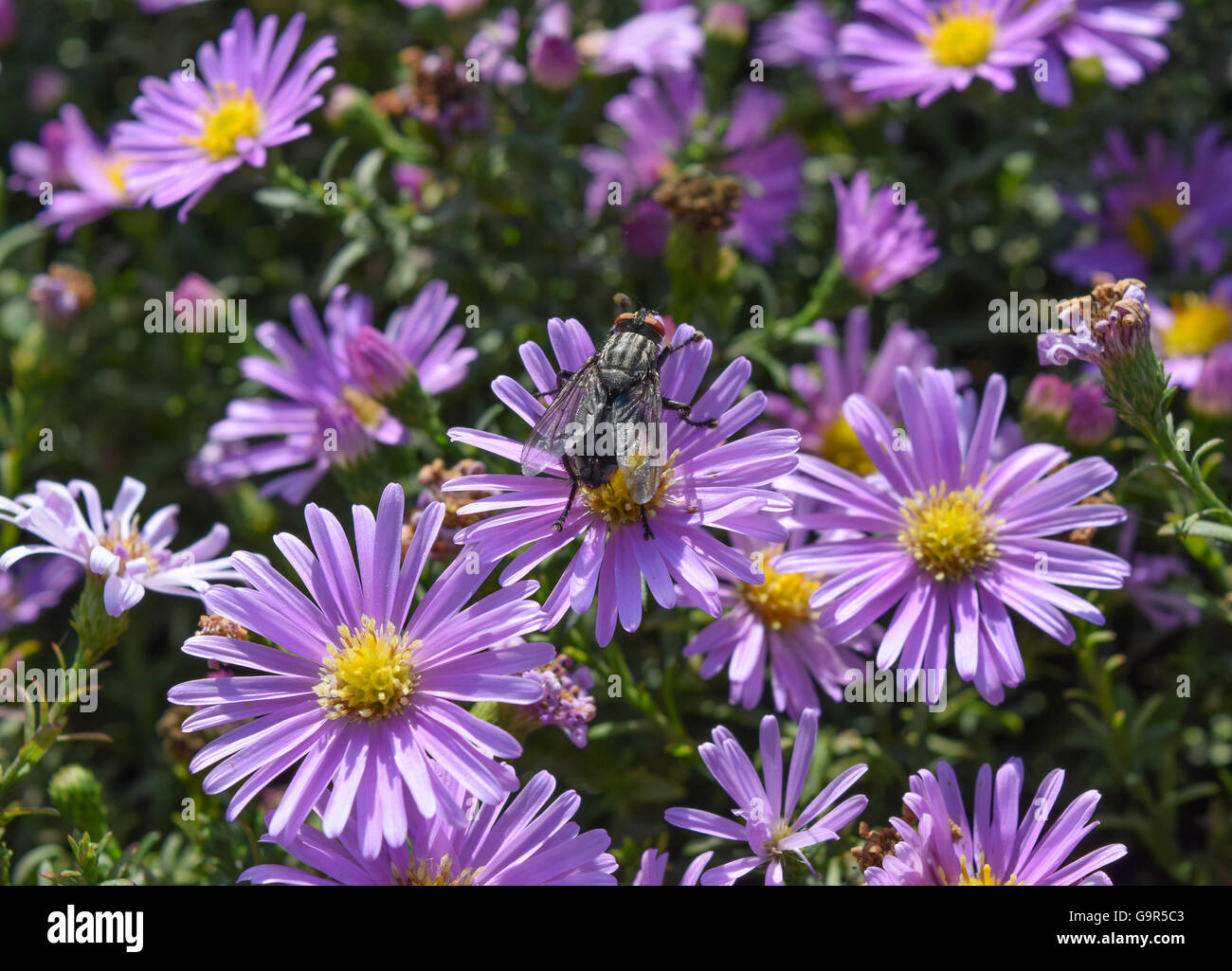 Fly drinking nectar on a light purple flowers. Insects pollinate ...