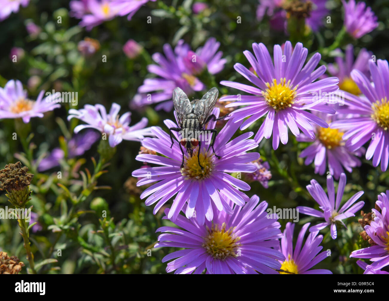 Hoverfly drinking nectar hi-res stock photography and images - Alamy