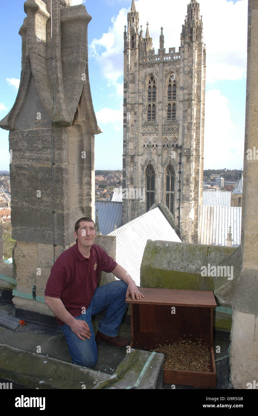 Peregrine falcons nest box hi-res stock photography and images - Alamy