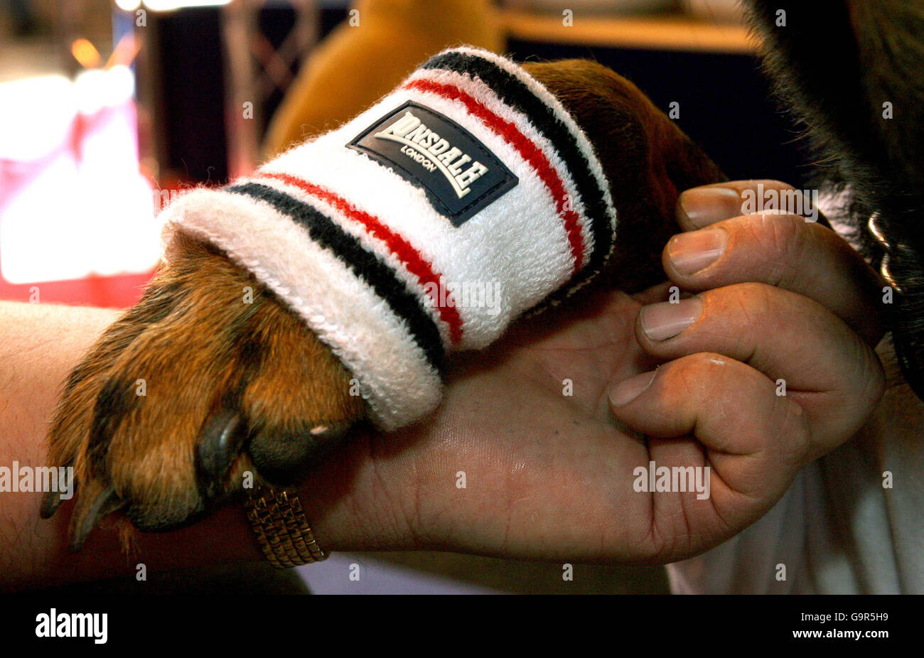 Skye, a 7-year-old Rottweiler, wears a Lonsdale sweat band after taking ...