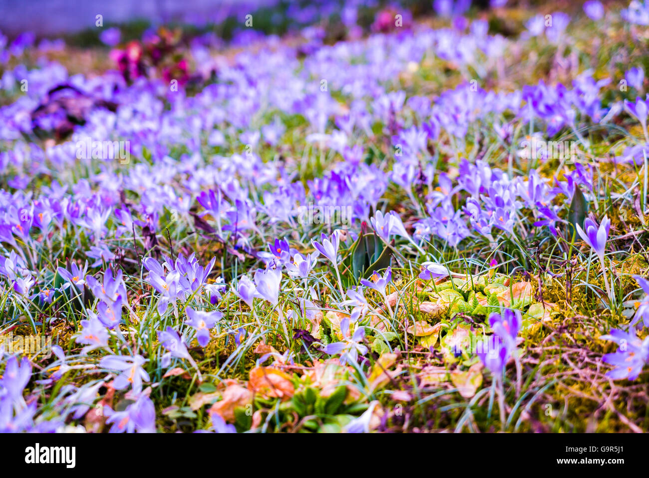 Purple crocus flowers growing in spring flowerbed Stock Photo - Alamy