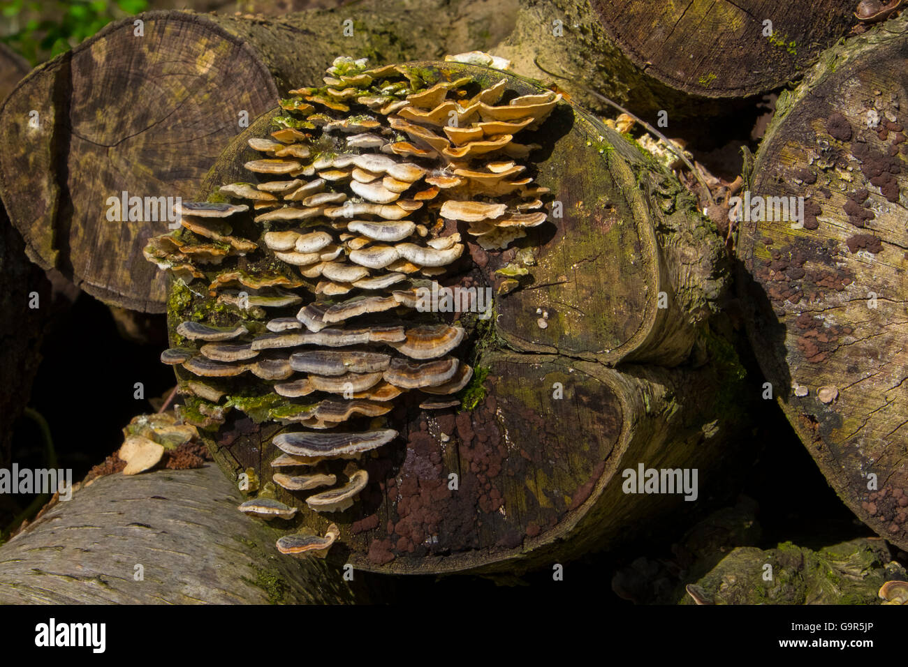 Fungus growing on a fallen tree in a woodland Stock Photo - Alamy