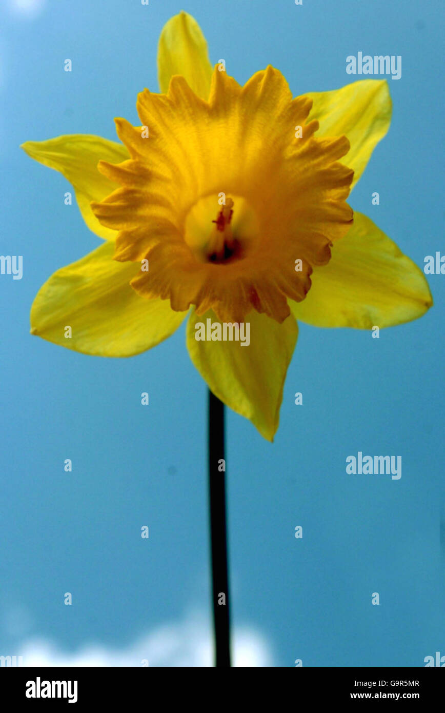 Spring Weather - Daffodil - Cambridge Stock Photo - Alamy