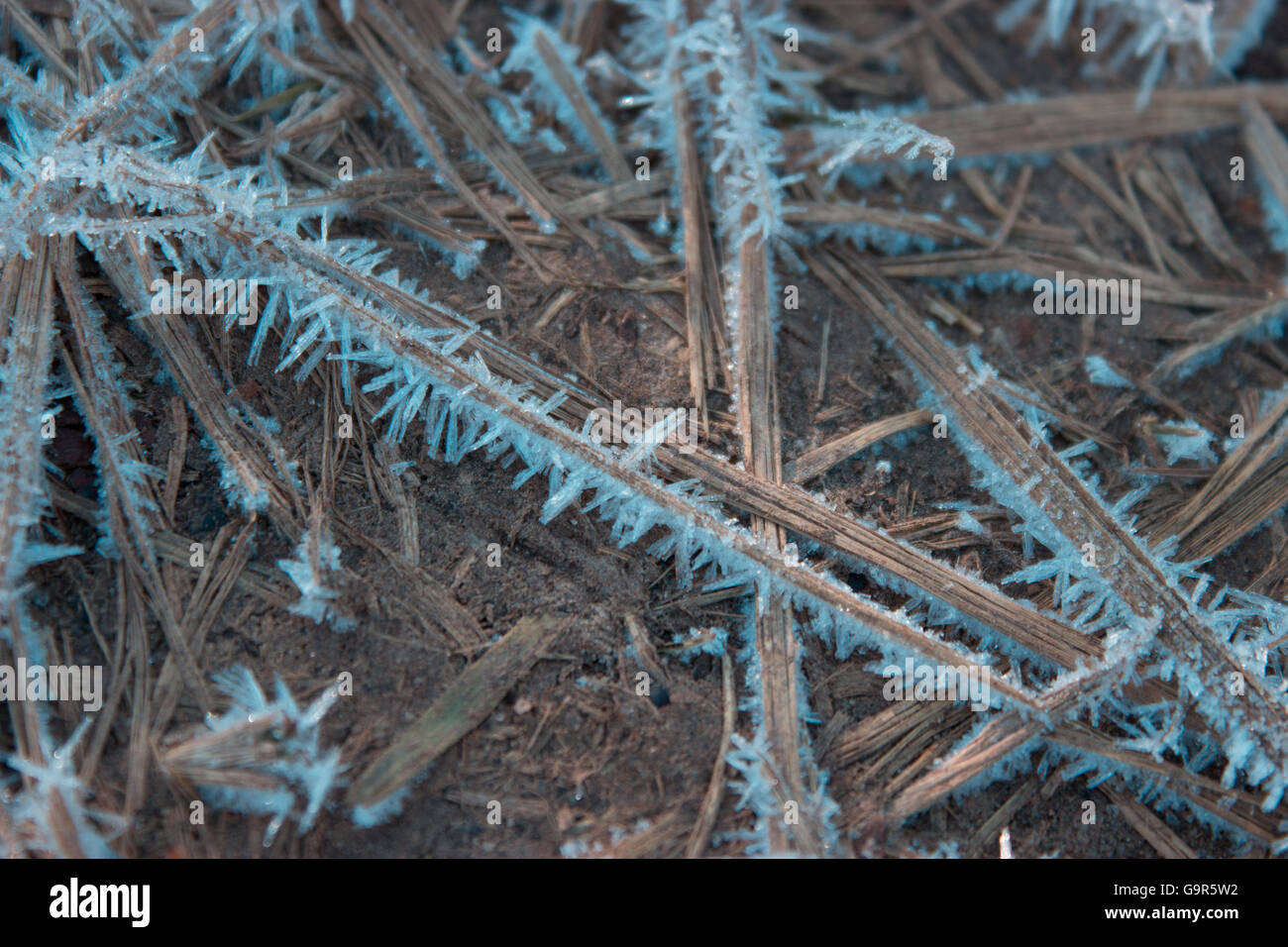 frozen dry grass on the ground, autumn Stock Photo - Alamy