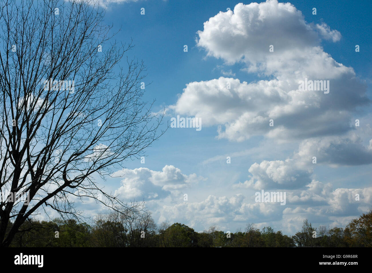Trees, sky and clouds Stock Photo - Alamy