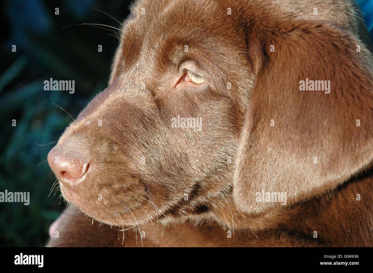 Chocolate lab puppy Stock Photo - Alamy