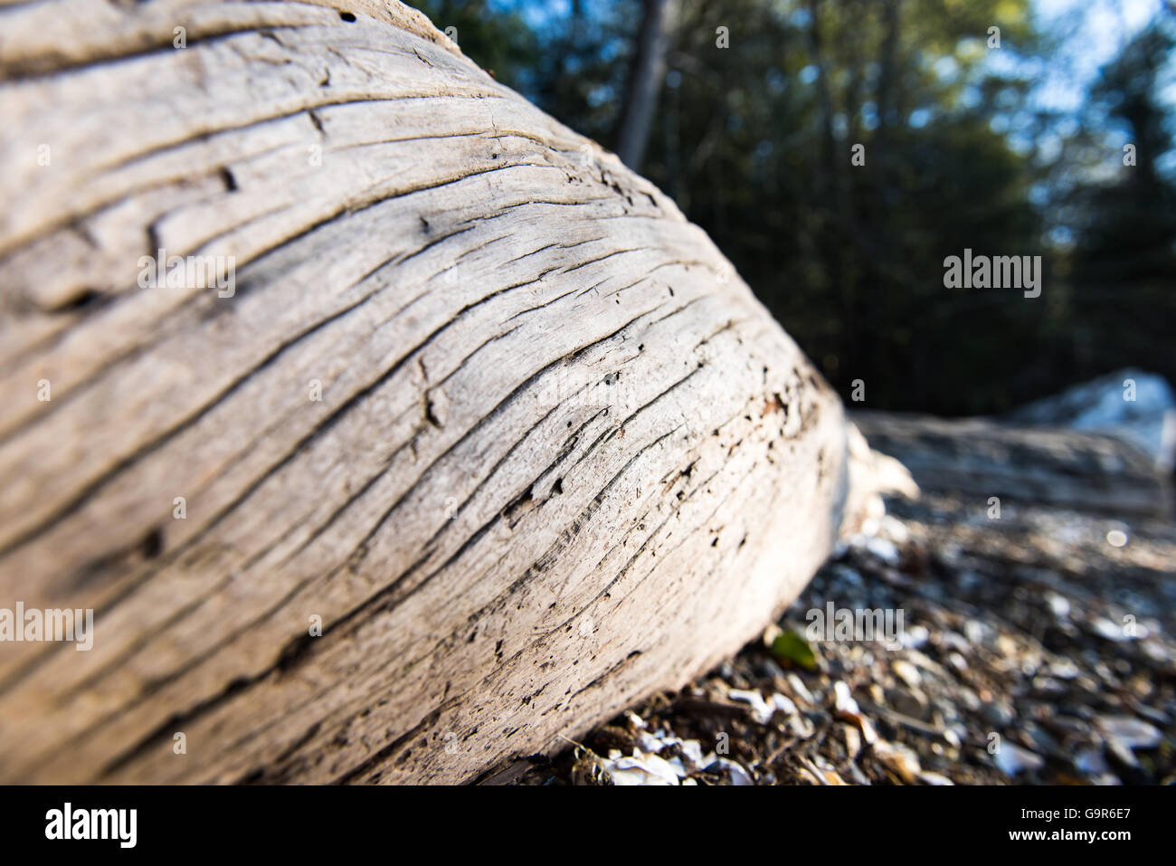 Driftwood structure hi-res stock photography and images - Alamy